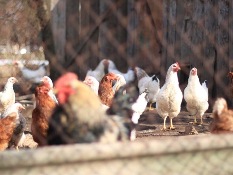 Poultry Housing Made Easy: A Complete Construction Guide - ODRi Media ...